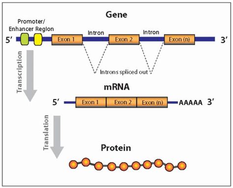 Principles Of Molecular Diagnostics In Thyroid Samples Basicmedical Key