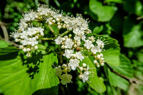 200以上 山 白い 花 102994 山 野草 白い 花 名前