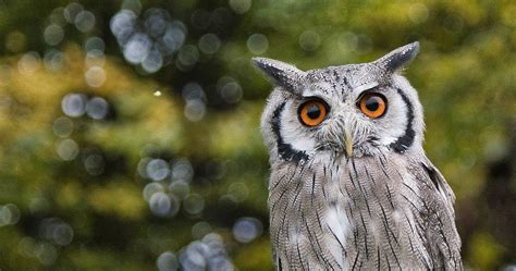 All The Ways To Introspect Python Objects At Runtime Rprogramming