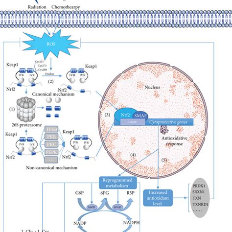 1 The Role Of The PI3K AKT Signalling Pathway In Antioxidative Stress