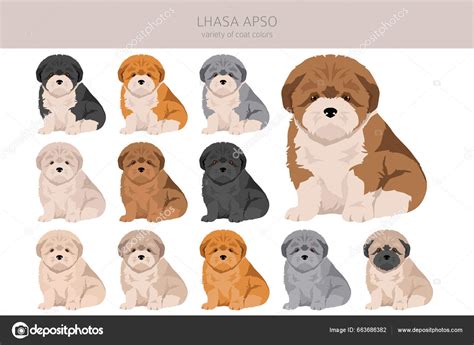 Lhasa Apso Anak Anjing Clipart Pose Yang Berbeda Warna Mantel Vektor