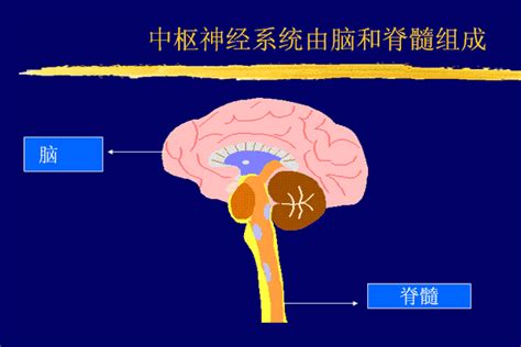 新冠攻击中枢神经，有让人变傻变迟钝嫌疑，现阶段应做好自我保护