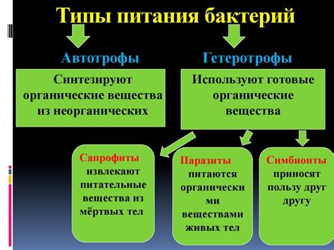 Физиология бактерий Online Presentation