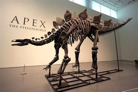 El Fósil De Dinosaurio Más Caro De La Historia Subastaron El Esqueleto
