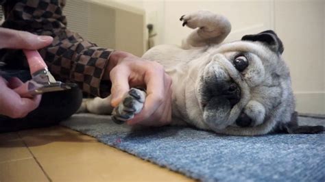 パグの爪切り！爪切りが嫌で逃走するパグ！pug Youtube