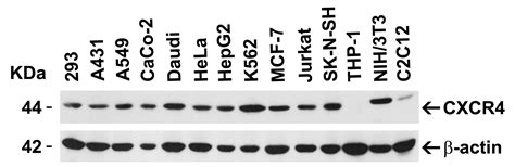 Anti Cxcr4 Antibody Gtx22074 Genetex