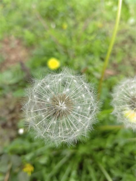 蒲公英的约定小清新手机静态壁纸 小清新手机壁纸下载 元气壁纸