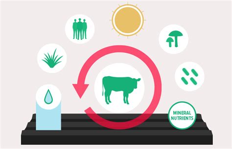 Beef Facts Sustainability