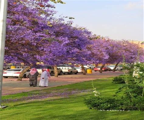 اشجار تلائم المناخ الصحراوي شبكة الإقلاع