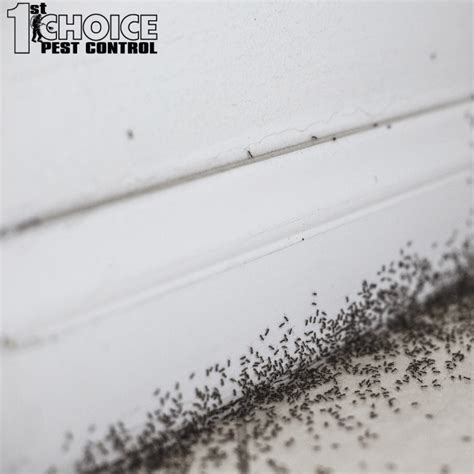 The Impact Of Pest Infestations On Your Health Protecting Your Well