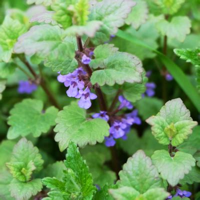 Catnip Discover The Benefits Uses And Effects Of Catnip