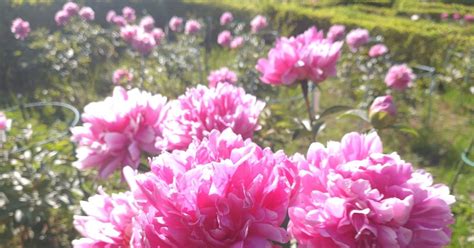 子宮全摘術後の不調や後遺症③お腹ぽっこり、内臓下垂、下半身デブ｜madokalovesex