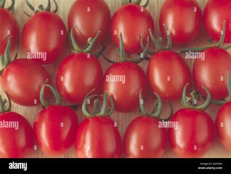 Solanum Lycopersicum Syn Lycopersicon Esculentum Sweet Olive Tomato