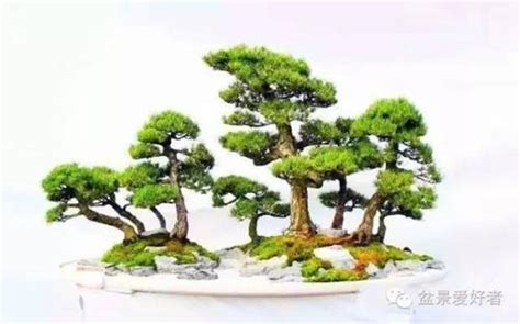 嶺南盆景協會三十年展三 每日頭條
