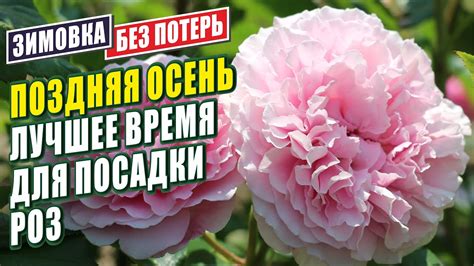 ПОСАДКА РОЗ ОСЕНЬЮ ОСОБЕННОСТИ ПОСАДКИ РОЗ РОЗЫ В САДУ КАК ПРАВИЛЬНО