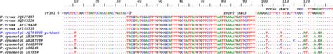 Partial A Type Ssu Rrna Gene Alignment From Plasmodium Vivax And
