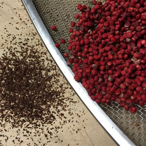 Sumac Ade Kitchentrails