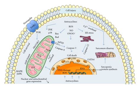 Potential Signaling Pathways Involved In Anthracycline Induced