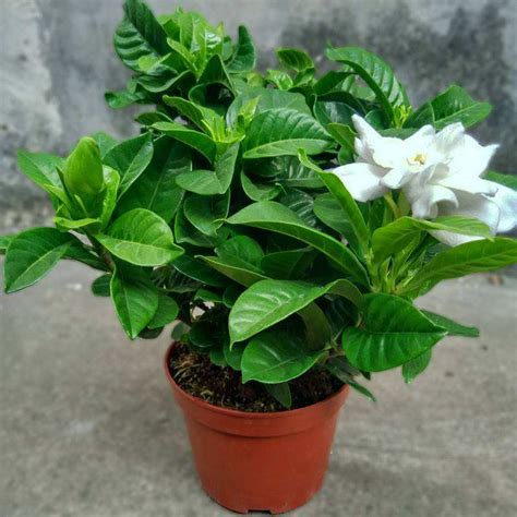 大小叶栀子花树苗牡丹栀子花芳香花卉庭院绿化苗木四季常青 虎窝淘