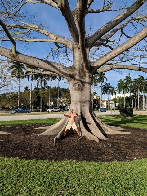 Standing Tree Pose Hugging Tree Pose Qigong Awareness Facebook