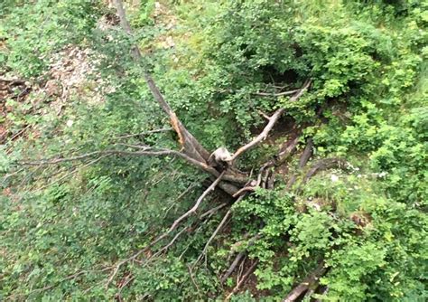 Brave Forestry Workers Free Bear Cub With Leg Stuck In Tree Trunk To