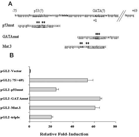 Mutational Analysis Of The 7569 Igfbp 3 Promoter Region In Lncap