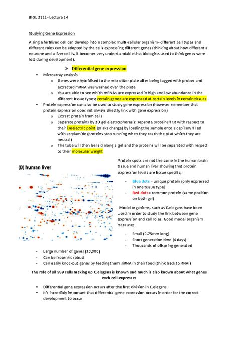 L Studying Gene Expression Studying Gene Expression A Single