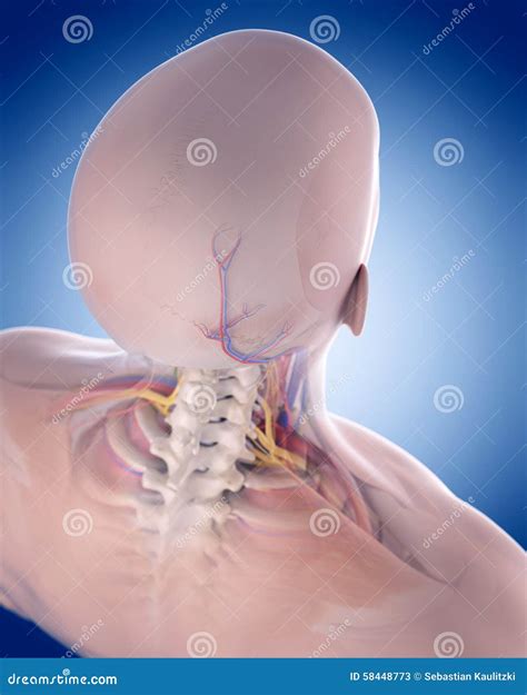The Neck Anatomy Stock Illustration Illustration Of Bone 58448773