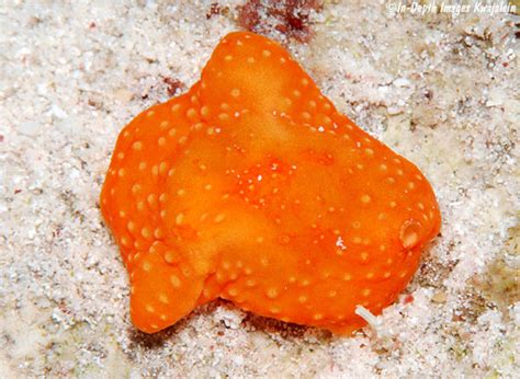 Lamellaria Orange Tunicate Mimic Marshall Islands