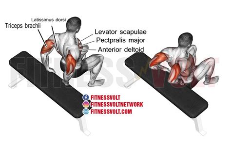 Bent Knee Bench Dip Triceps Exercise Guides And Videos Fitness Volt