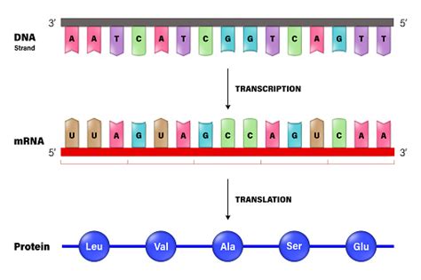 Transcription And Translation Process Of Copying A Segment Of Dna Into