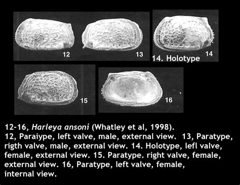Worms World Register Of Marine Species