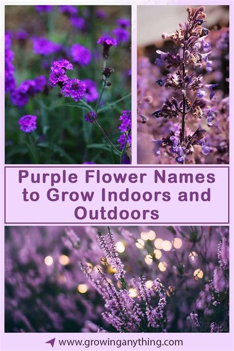 60 Purple Flower Names To Grow Indoors And Outdoors 2024 Purple