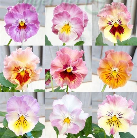 園芸ネット On Twitter Rt Engeinet 【新商品】 愛知県豊川市の花農家、maison De Viola（メゾン・ド