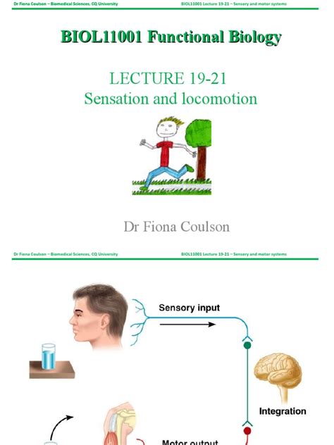 Lecture 19 21 Sensory And Motor Systems Pdf Stimulus Physiology Senses