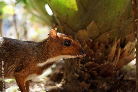 Java Mouse Deer Size