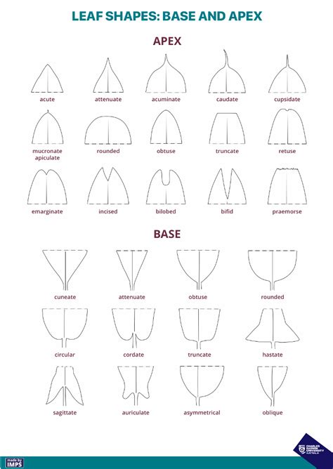 Leaf Shapes Recognise Plants