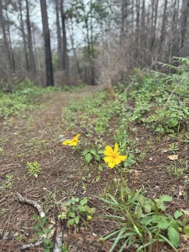 Best Bird Watching Trails In Sam Houston National Forest Alltrails