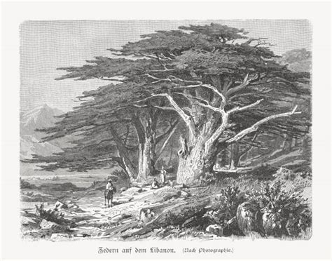 Lebanese Cedar Tree Illustrations Royalty Free Vector Graphics And Clip