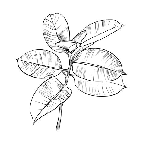 Hand Drawn Ficus Elastica Flower Illustration 56568364 Vector Art At