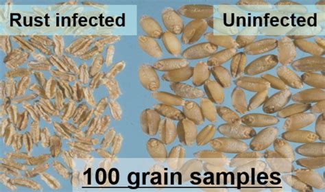 Wheat Rust Aik Saath Wheat Rust Aik Saath