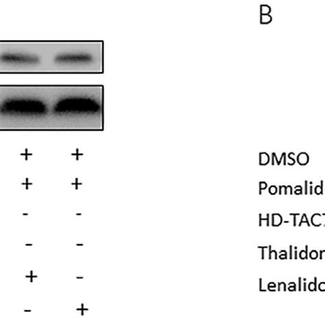 A Western Blot Analysis Of Nf Kb P65 In Raw 2647 Macrophages Raw
