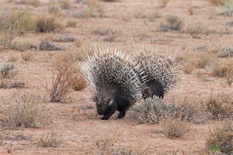 Lets Save The Wildlife Porcupine Hystrix Cristata Atherurus