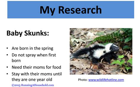 Rabid Skunk Science Project Archives Running A Household