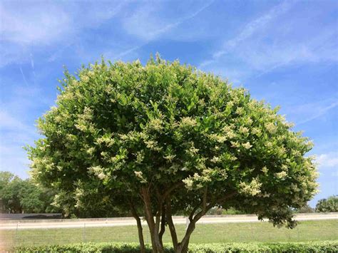 11 Best Topiary Plants To Grow