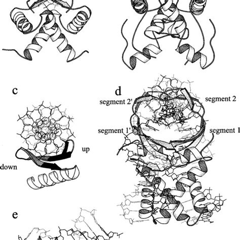 patterns of dna recognition viewed along the double helix axis of the
