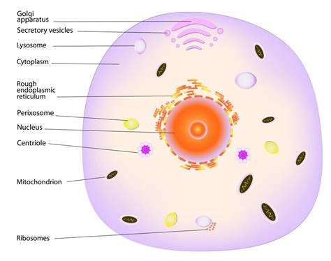 What Is The Cytosol With Pictures