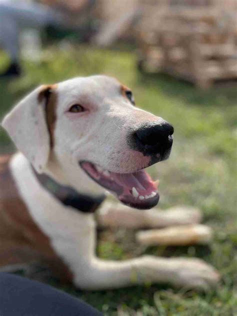 Roxy 3 Year Old Female Cross Breeds Available For Adoption