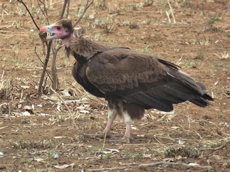 White Headed Vulture Ebird
