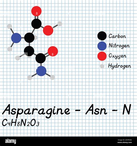 Lewis Structure Of Asparagine